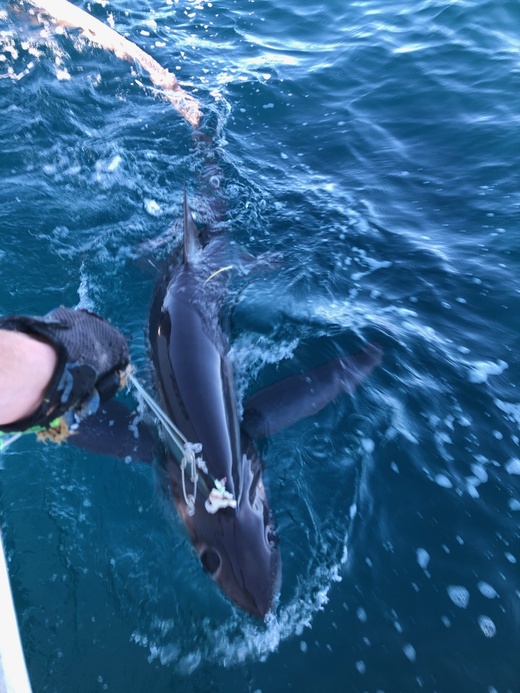 Verified Alopias superciliosus (Bigeye Thresher Shark) sighting in ...