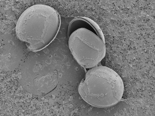 Verified Alexandrium ?????? sighting in South Australia by Clinton ...