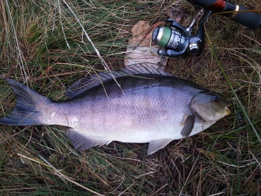 Luderick sighting in Tasmania by Rick Rogers - Redmap