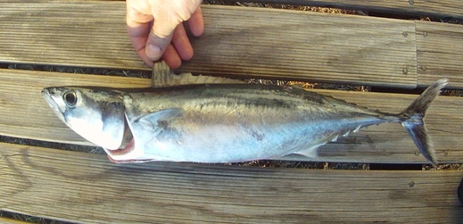 Verified Allothunnus fallai (Slender Tuna) sighting in Tasmania by ...