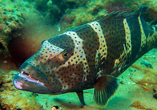 Catching tropical fish in Victoria? - Redmap