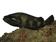 Marine Species - Redmap