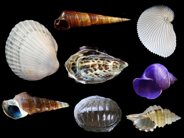 Molluscs on the move - Redmap