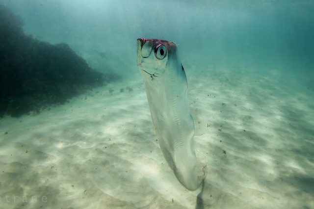 Act fast if you see a rare ribbonfish! - Redmap