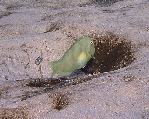 Verified Iniistius pavo (Blue Razorfish) sighting in Western Australia ...