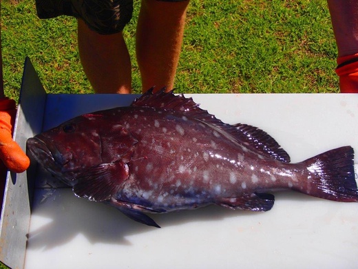 Verified Epinephelus multinotatus (Rankin Cod) sighting in Western ...