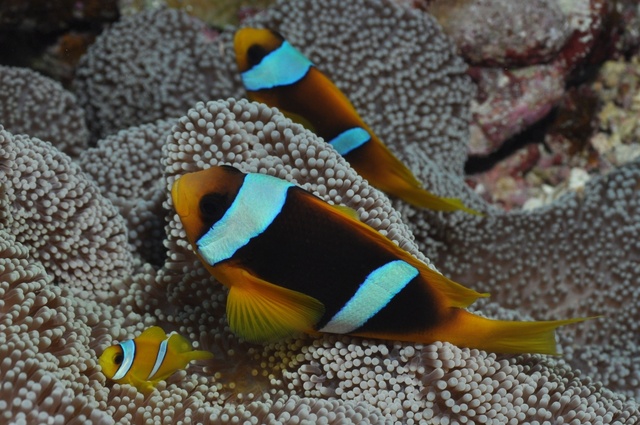 Dimorphism: differences between males and females - Redmap