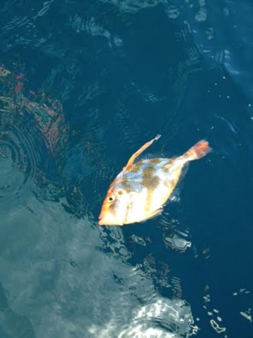 Verified Cyttus australis (Silver Dory) sighting in Tasmania by Sam ...