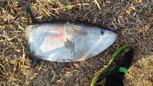 Verified Ranzania laevis (slender sunfish) sighting in Western ...