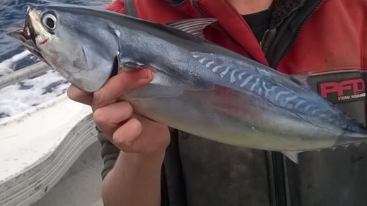 Verified Frigate mackerel sighting in Tasmania by Evan McMillan - Redmap