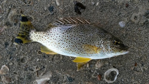 Verified Yellowtail Grunter sighting in Western Australia by Ben ...