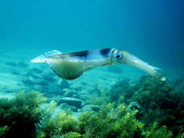 Squid: the biology basics - Redmap