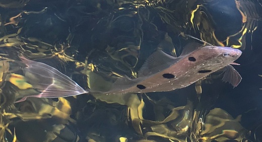 Verified Trachipterus trachypterus (ribbon fish) sighting in Tasmania ...