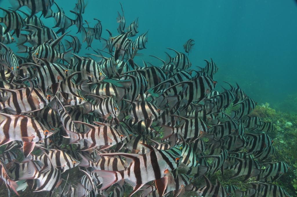 What is Redmap? - Redmap