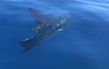 Holy Mola! - Redmap