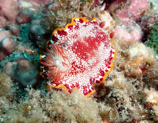 Redmap's sea slug lover - Redmap