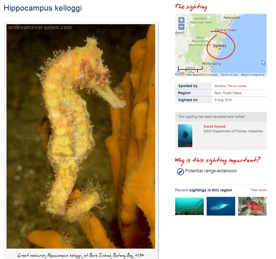 What a beauty! says new Redmap NSW coordinator - Redmap