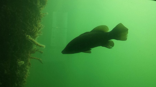 Psammoperca waigiensis, Sand Bass sighting in Western Australia by Kate ...