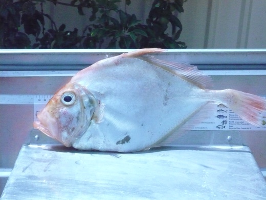 Verified Cyttus australis (Silver Dory) sighting in Tasmania by Charles ...