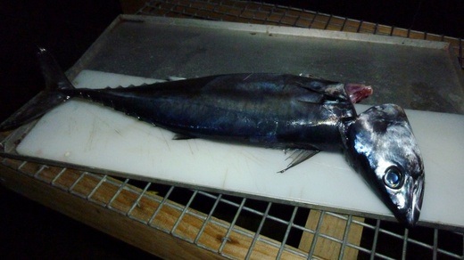 Verified Allothunnus fallai (Slender Tuna) sighting in Tasmania by ...