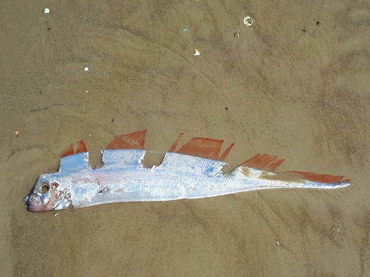 Verified (Dealfish, Ribbonfish) Trachipterus sighting in Tasmania by ...