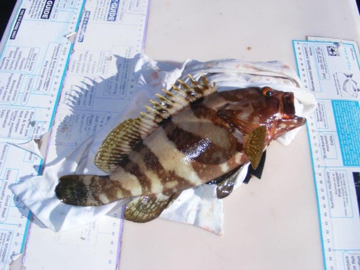 Verified Epinephelus rivulatus - chinaman cod sighting in Western ...